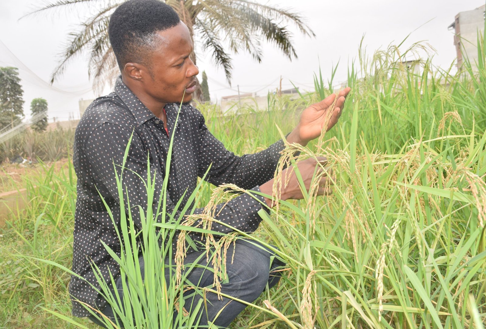 Certified Training In Post harvest Management Of Horticultural Crops Certified Training In Post harvest Management Of Horticultural Crops